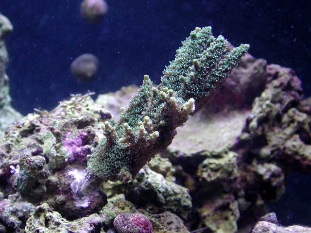 Pics! What is the hottest frag you've grown into a colony? | Page 4 ...